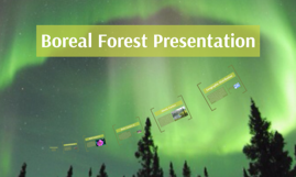 Boreal Forest Presentation by Noah Barron on Prezi