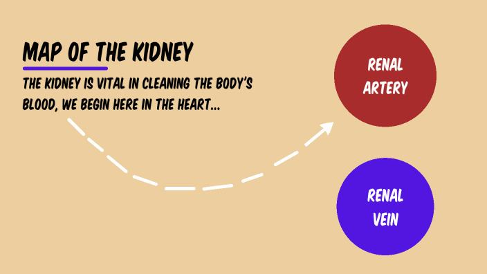 Kidney Map Summative Project by Lilah Schulz on Prezi
