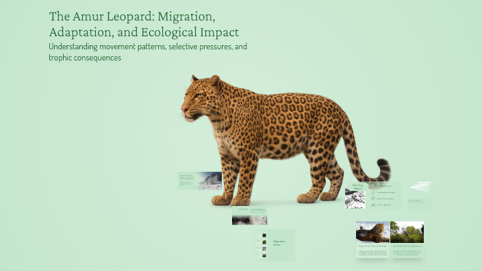 The Amur Leopard: Migration, Adaptation, and Ecological Impact by Pablo ...