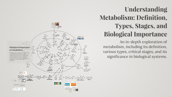 Understanding Metabolism: Definition, Types, Stages, and Biological ...