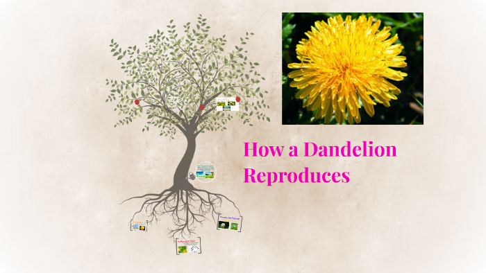 How a Dandelion by Ally Creswell on Prezi