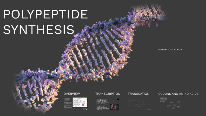 POLYPEPTIDE SYNTHESIS by Kaiya Royds on Prezi