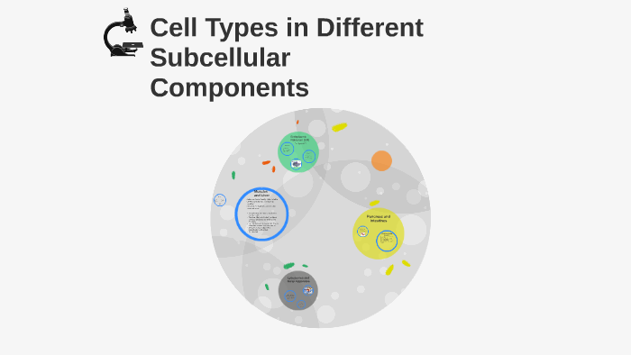 Cell Types in Different Subcellular Components by Kristin Green on Prezi