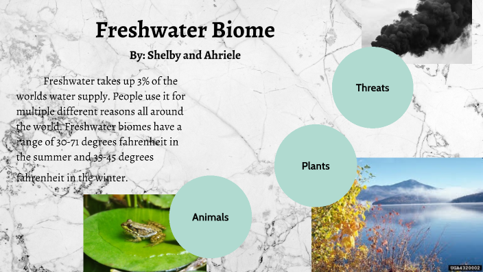 Freshwater Biome by Shelby Gordon on Prezi