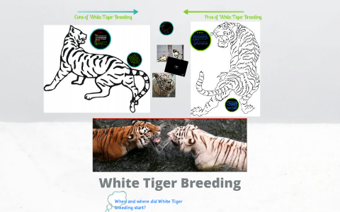 White Tiger Breeding by Sophie Knudsen on Prezi
