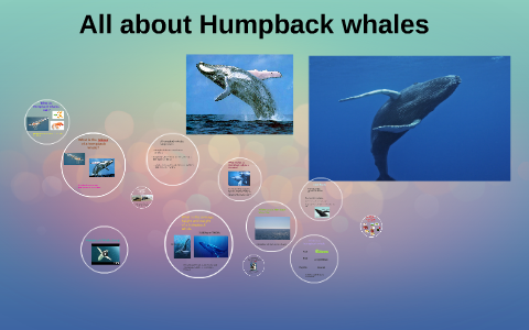 All about Humpback whales by Hafsa Tahir on Prezi