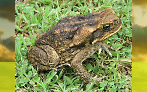 Cane Toad Infestation by Sebastian Neal on Prezi