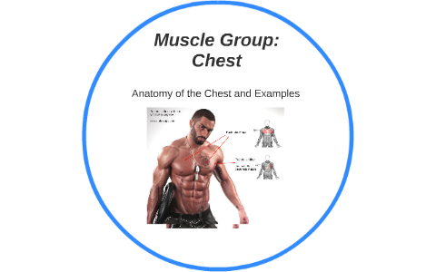 Muscle Group: Chest by Emma Landriault on Prezi