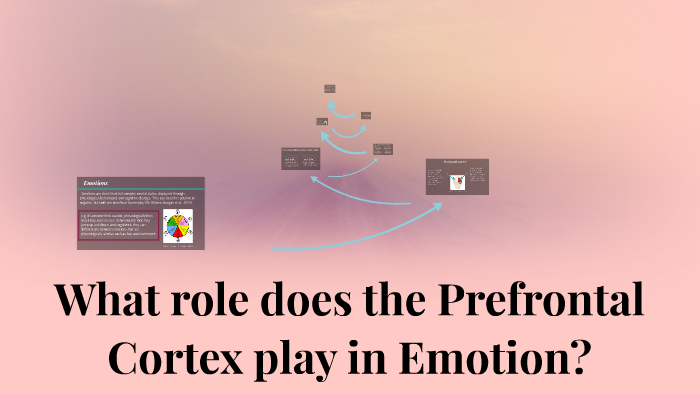 What role does the prefrontal cortex play in emotion? by Cody Parker on ...