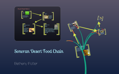 Sonoran Desert Food Chain by bethany potter on Prezi