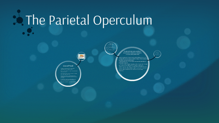 The Parietal Operculum by Luke Honeck on Prezi