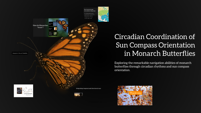 Circadian Coordination of Sun Compass Orientation in Monarch ...