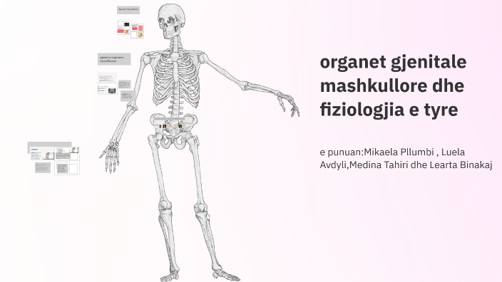 Understanding Male Genitalia by mikaela pllumbi on Prezi