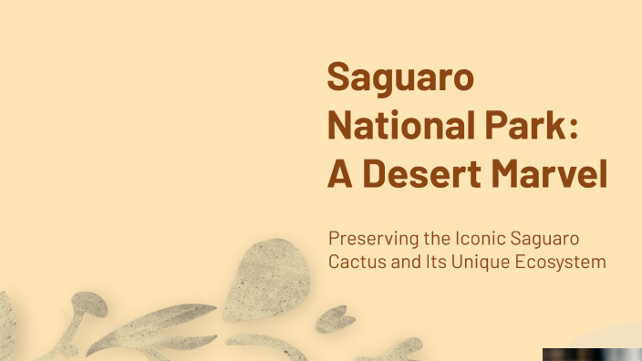 Saguaro National Park: A Desert Marvel by Kaylyn Anderson on Prezi