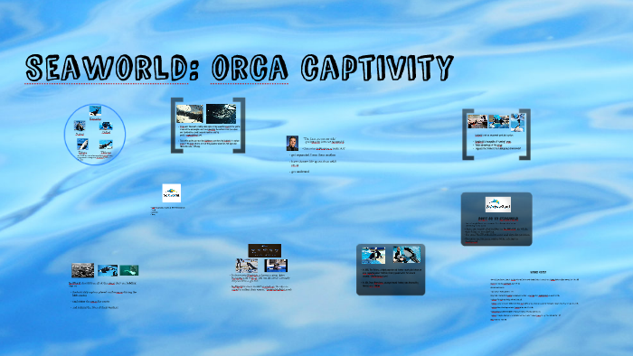 SeaWorld of abuse:orca captivity by on Prezi