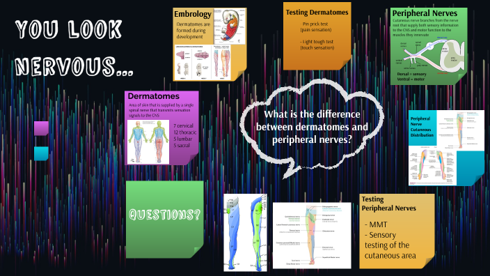 Dermatome Vs Peripheral by Julia R on Prezi