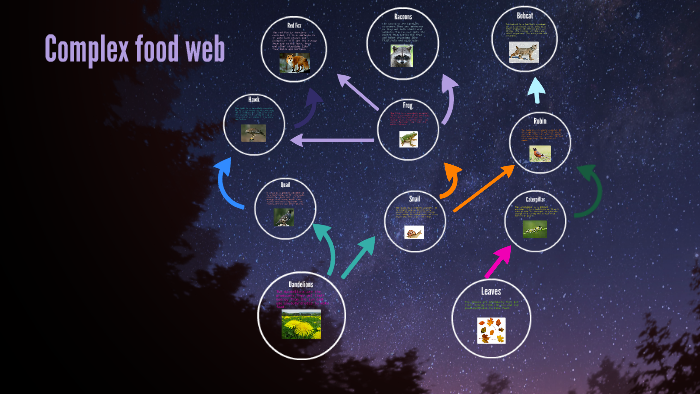 complex food web by Toni M on Prezi