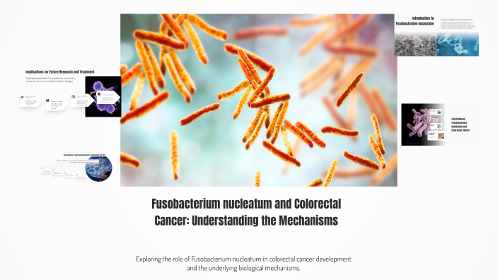 Fusobacterium nucleatum and Colorectal Cancer: Understanding the ...