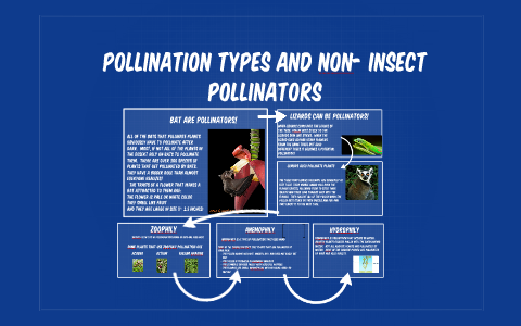 Pollination Types and NOn- Insect Pollinators by Chet Huls on Prezi