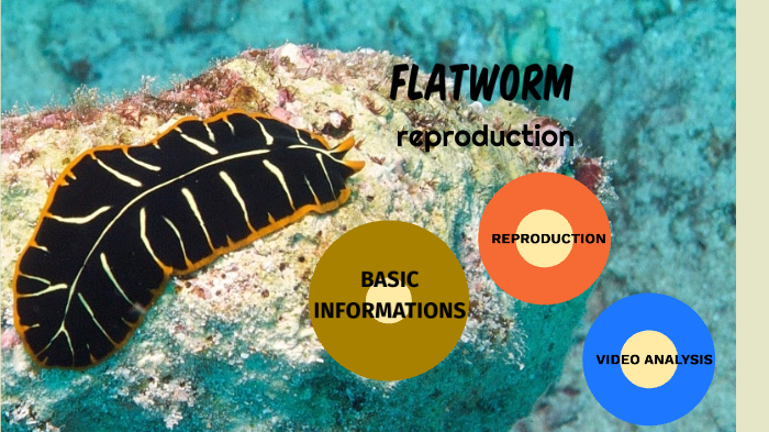 FLATWORM REPRODUCTION by Graceilla Felise Tena on Prezi