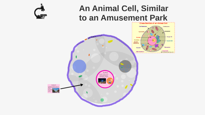 An Animal Cell, Similar to an Amusement Park by Aislan Raine on Prezi