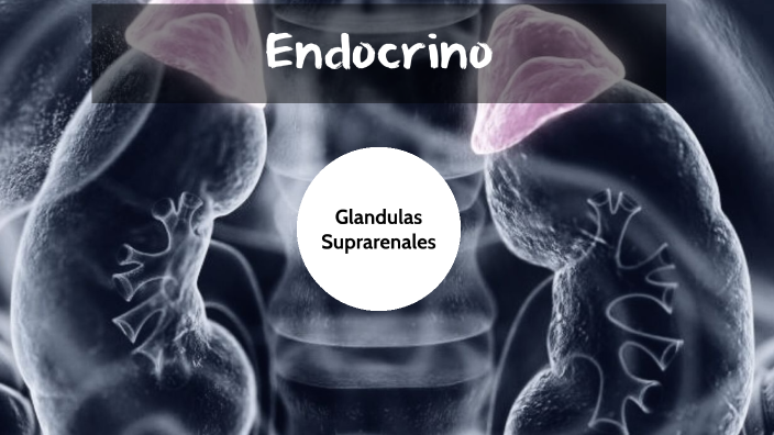 glândula suprarrenal by Leila Maria on Prezi