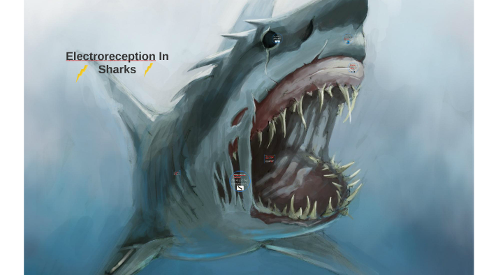 Electroreception in sharks by Mikayla Linton on Prezi