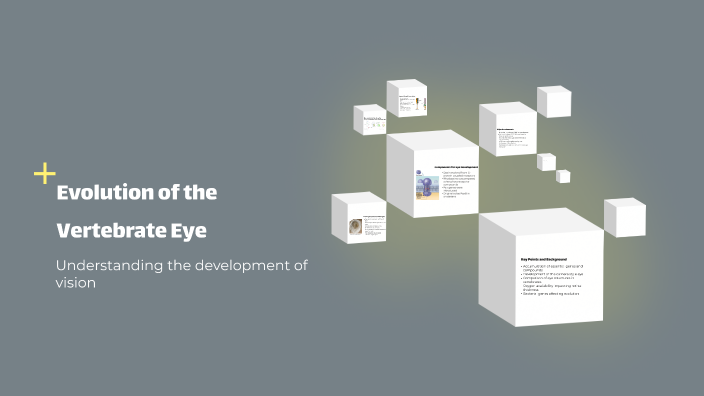 Evolution of the Vertebrate Eye by Andres Perez on Prezi