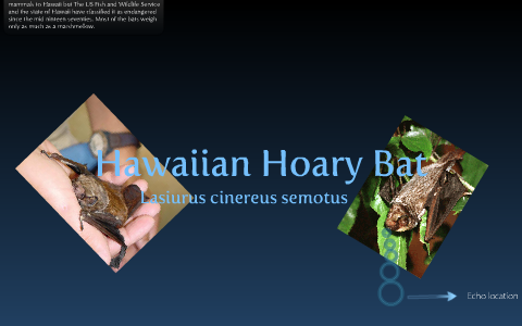 Hawaiian Hoary Bat by Catherine Wilkosz on Prezi