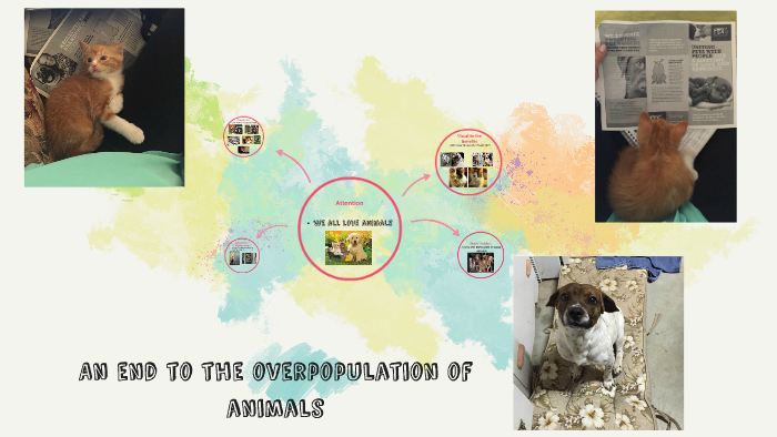 An end to the overpopulation of animals by Jordyn Moffitt on Prezi