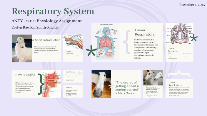 Physiology Assignment by Kai Smith-Ritchie on Prezi