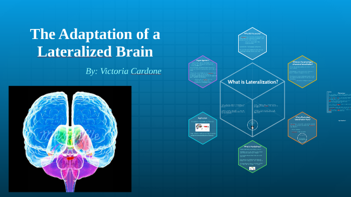 The Evolution of Brain Lateralization by on Prezi