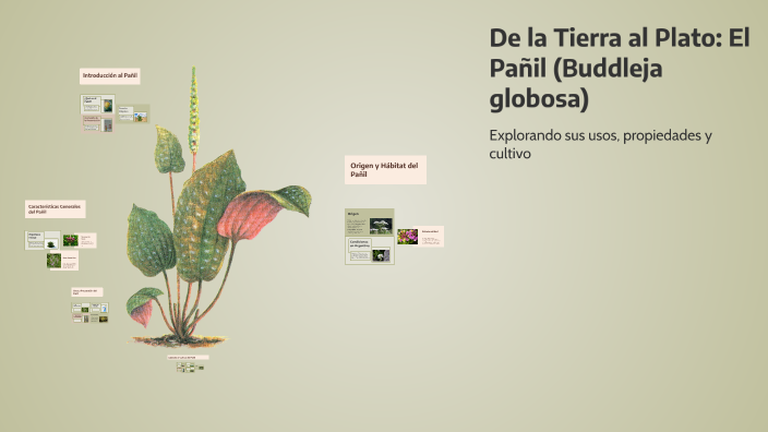 De la Tierra al Plato: El Pañil (Buddleja globosa) by Laura Paget on Prezi
