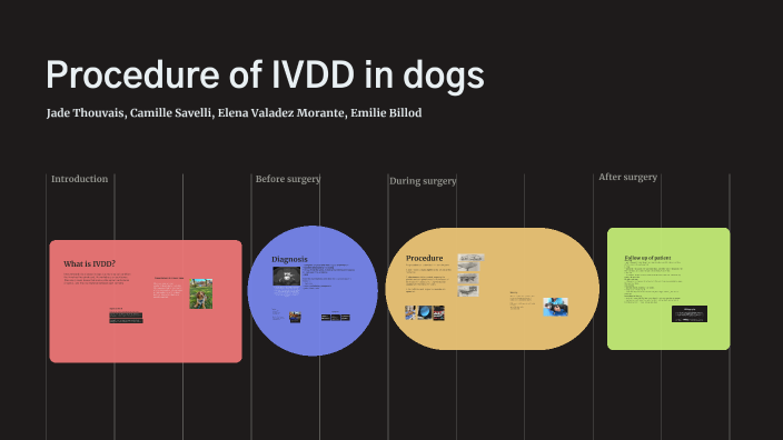 Procedure of IVDD in dogs by Emilie Billod on Prezi