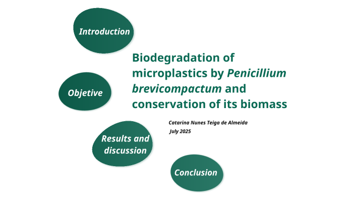 Biodegradation of microplastics by Penicillium brevicompactum and ...