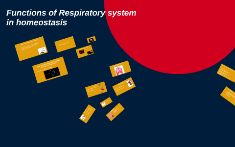 Functions of respiratory system in homeostasis by on Prezi