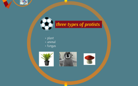 three types of protists by jaret clarke on Prezi