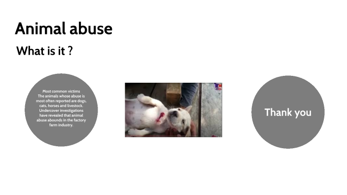 animal by Nicolas Pinoncely on Prezi