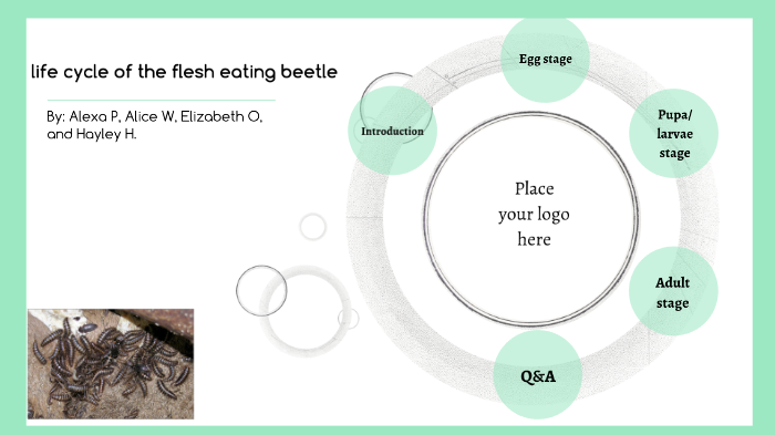 cycle of the flesh eating cycle by alexa pena on Prezi