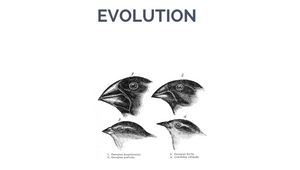 evolution thing by 6V TDJS on Prezi Design