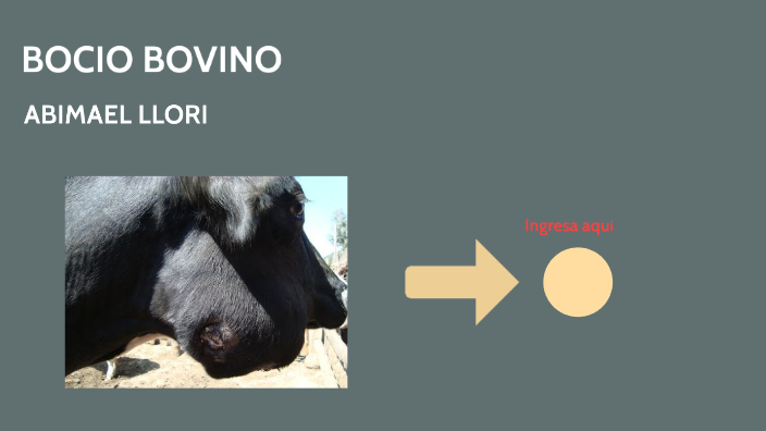 BOCIO BOVINO by JOE ABIMAEL LLORI BAZURTO on Prezi
