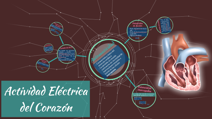 Actividad Eléctrica del Corazón by Shindy Otaku on Prezi
