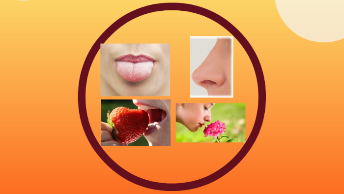 Geruchssinn und Geschmachssinn by matilda krückl on Prezi