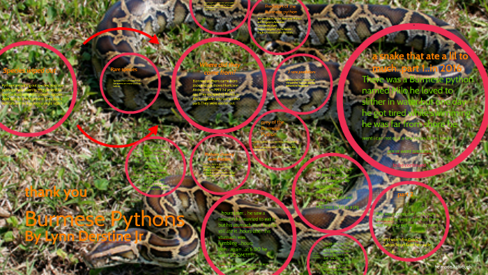 Burmese Pythons by Lynn Derstine on Prezi