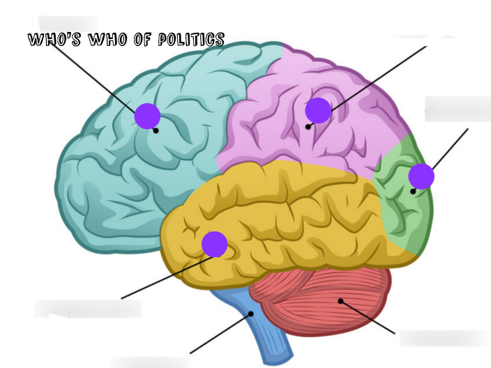 Psychology brain revision by Annabelle Taylor on Prezi