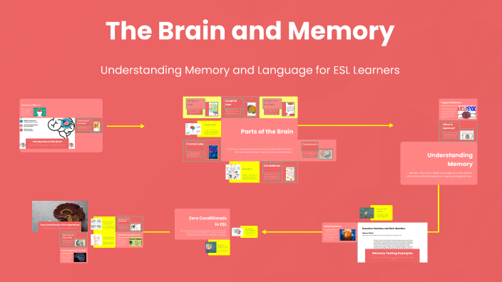 The Brain and Memory by Forrest Tyler (Forrest) Harrison on Prezi