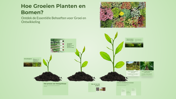 Hoe Groeien Planten en Bomen? by Annemijn T | PR BBM | KleinePrinsPL on ...