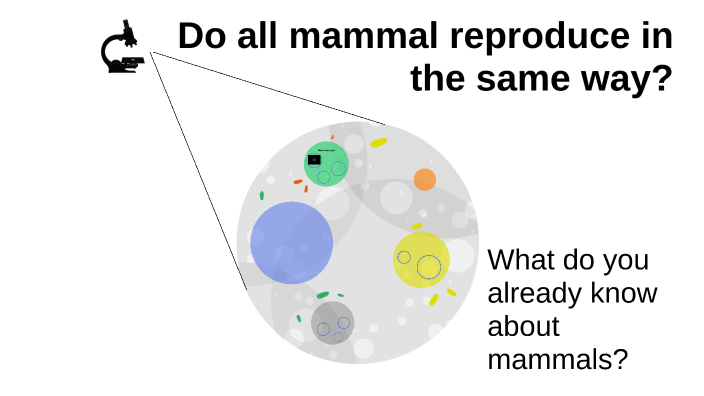 Mammal Reproduction by nicole bowler on Prezi