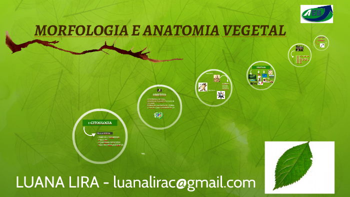 ANATOMIA AULA 1 - DISC. ANATOMIA E MORFOLOGIA VEGETAL - FABEJA by Luana ...
