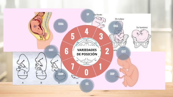 VARIEDADES DE POSICION by Diego Ayala on Prezi